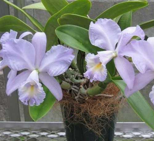 Орхидея катлея Sea Breeze