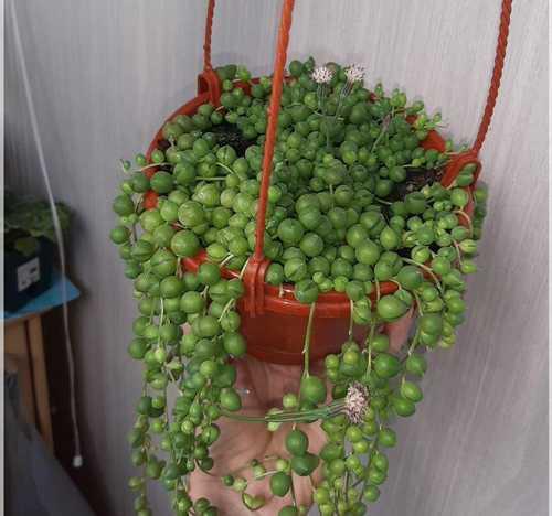 Крестовник роули