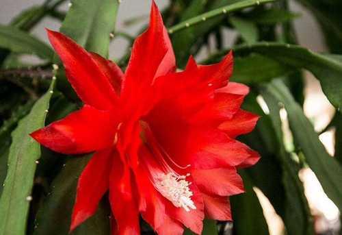 Комнатные цветы, эпифиллум (лесной кактус)
