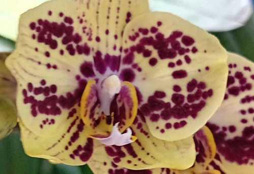 Орхидея фаленопсис Sponge Bob