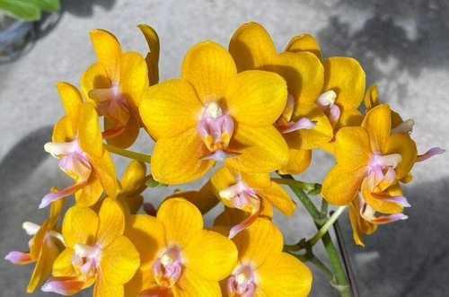 Орхидея Phal. Mainshow Zoom ‘F167’