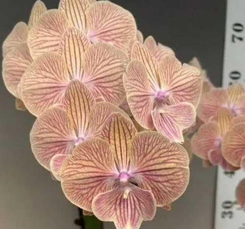 Орхидея Phal