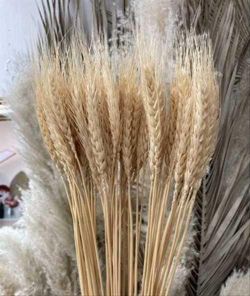 Пшеница натуральная высокая