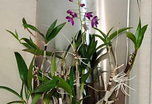 Орхидея дендробиум Берри ода