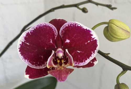 Орхидея фаленопсис Devotion