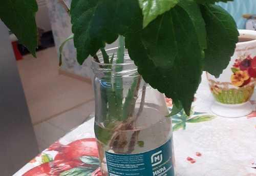 Гибискус черенки