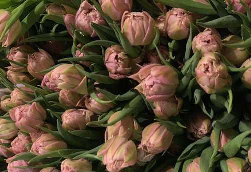 Пионовидные тюльпаны Оптом (Договор с ИП)