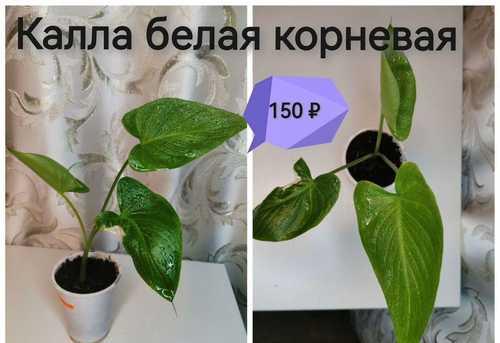 Комнатные цветы