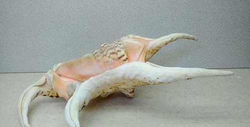 Ламбис Ширагра 24,9 морская ракушка раковина