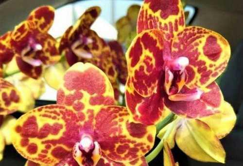 Орхидея Phal. PF-9975