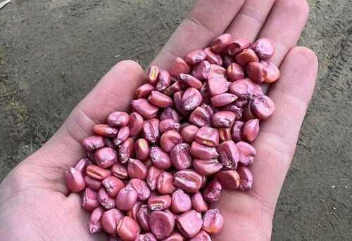 Семена кукурузы гибрид Краснодарский 291 фао 290