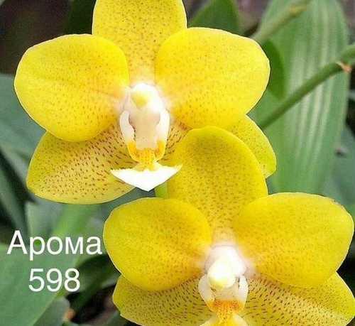 Орхидея Phal. Younghome Golden Pixie YH0198