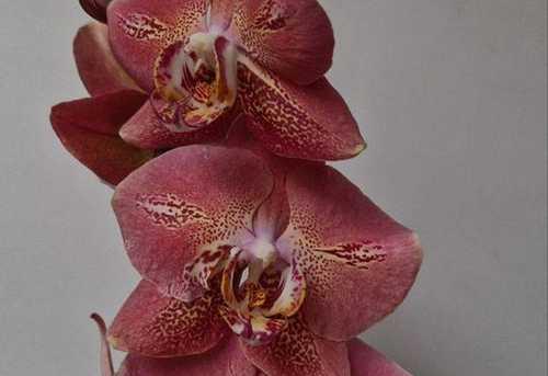 Орхидея Леко фантастик