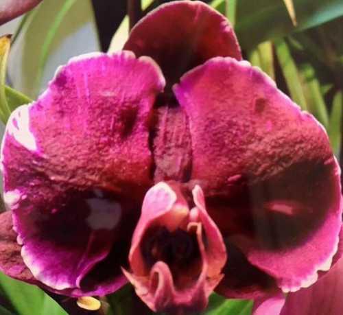 Орхидея фаленопсис "каменная роза"