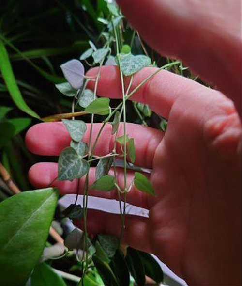 Церопегия Вуда (Ceropegia woodii)