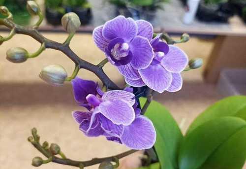 Орхидея фаленопсис Violet Queen / Вайолет Квин