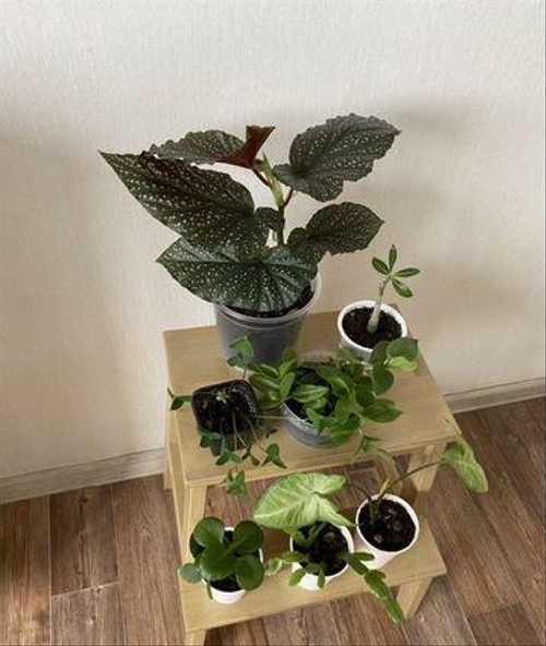 7 растений за 400