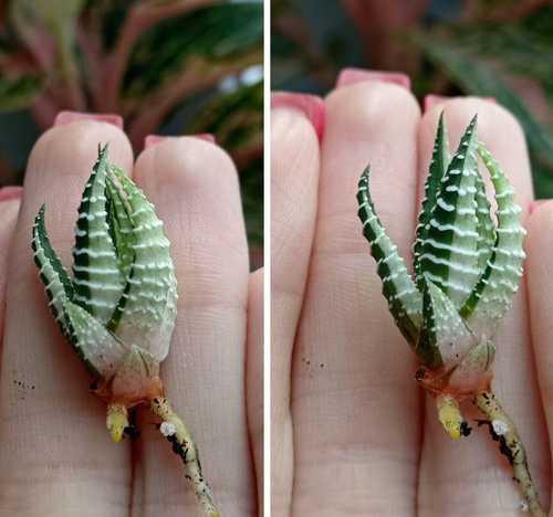 Haworthia Fasciata Variegata