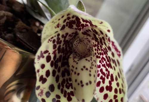 Орхидея пафиопедилум Bellatulum