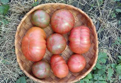 Семена томатов набор 1