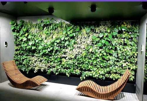 Экологический стиль: стены из зелени. Арт: 215582