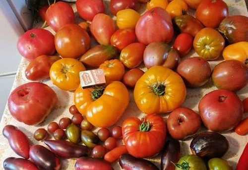 Семена томатов, перца, физалиса, тыквы