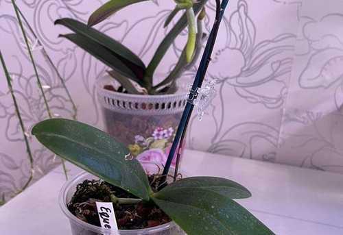 Орхидея фаленопсис Eguestris