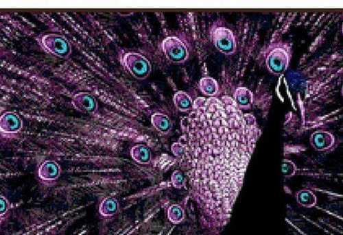 Алмазная мозаика пурпурный павлин