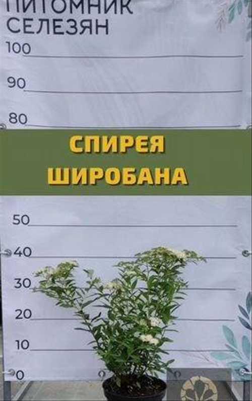 Саженцы из питомника