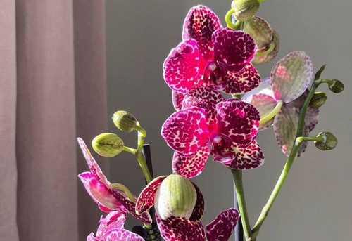 Фаленопсис дикий кот, орхидея два цветоноса