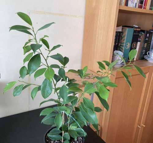 Фикус Мокламе