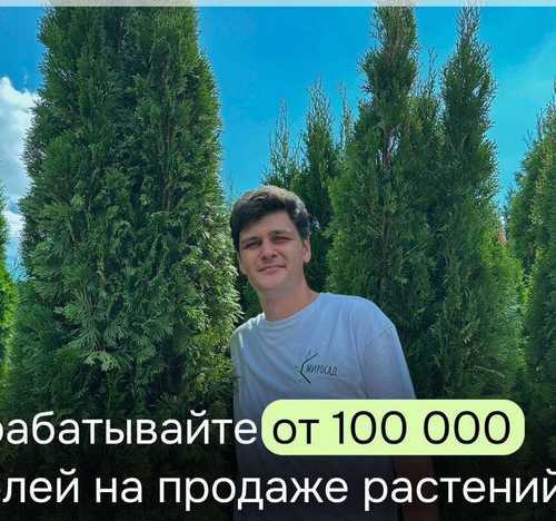 Дропшиппинг на туях и елях