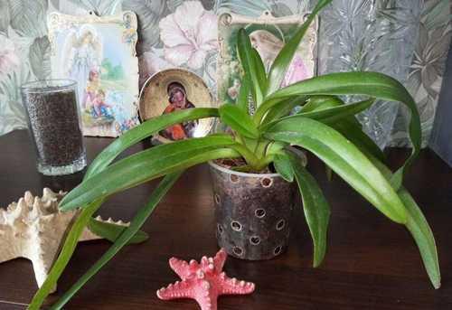 Орхидея Paphiopedilum азиат