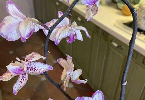 Спасайте Орхидея Джиллион