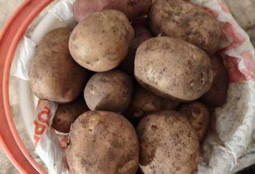 Продам картофель домашний