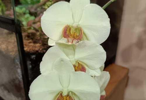 Орхидеи сокращаю коллекцию
