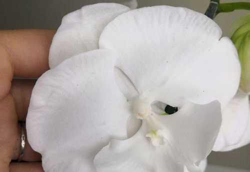 Орхидея фаленопсис Белоснежный биг лип