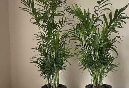 Пальма Хамедорея, домашнее растение, 65 см