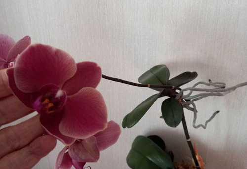 Орхидея Азиатский корал / детка