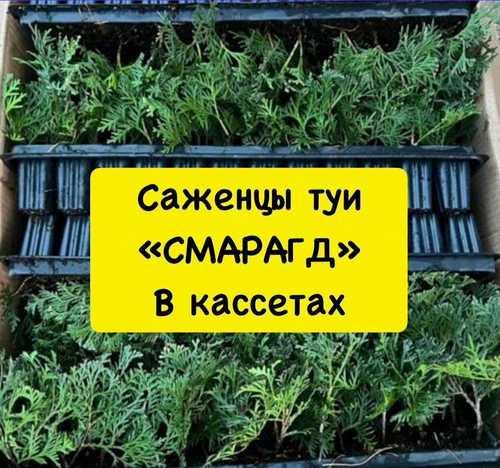 Туя смарагд с гарантией приживаемости