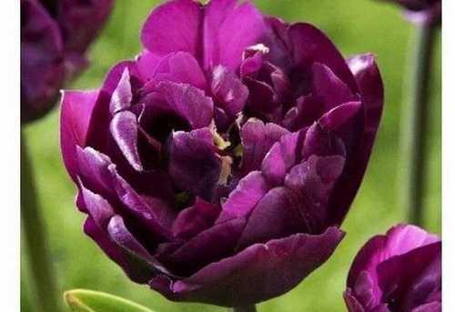 Тюльпаны пионовидные оптом и в розницу