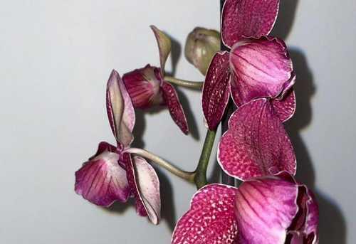 Орхидея Кимоно пелорик