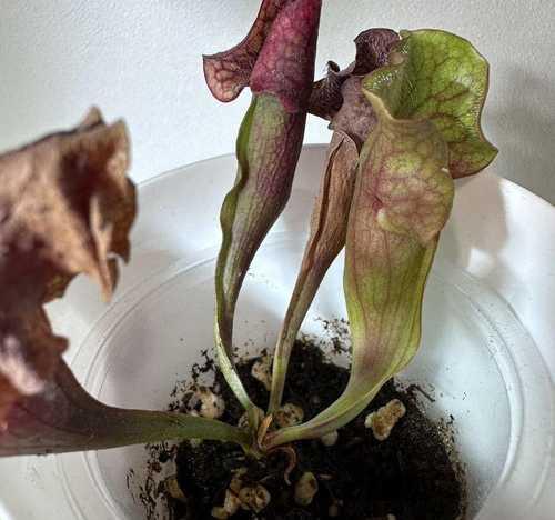 Саррацения purpurea