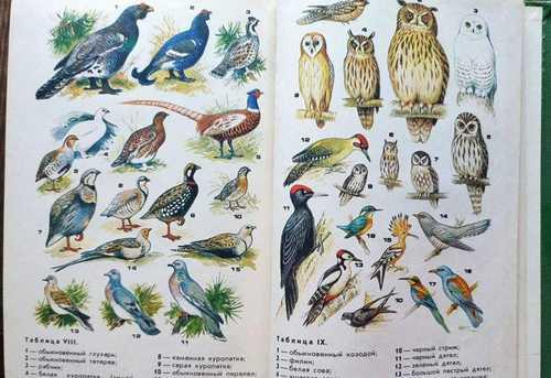 Определитель птиц, определитель животных СССР