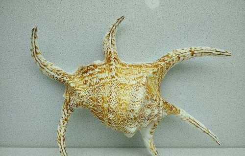 Ламбис Ширагра 27,4 морская ракушка раковина