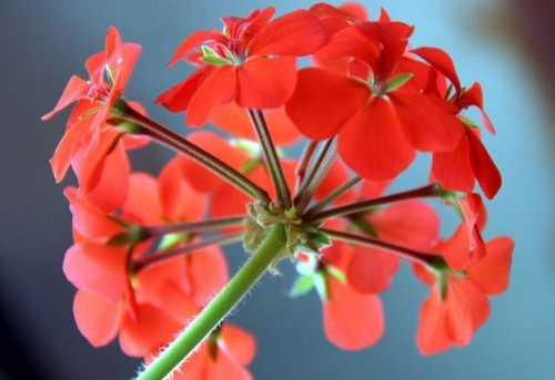 Пеларгония (герань) ярко-красная, большая цветущая