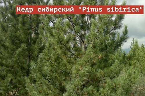 Кедр сибирский Pinus sibirica Ком 600 см