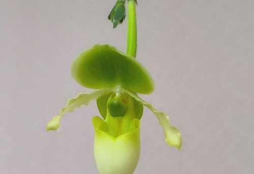 Орхидея Paphiopedilum Pinocchio