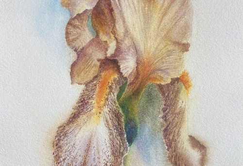 Картина Акварель «Шоколадный ирис» цветы