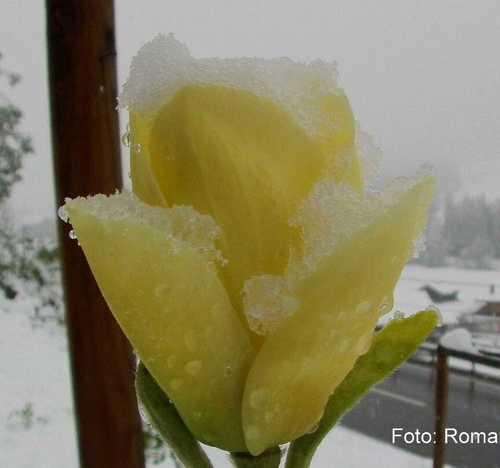 Магнолия лоис морозостойка до -35 гр
